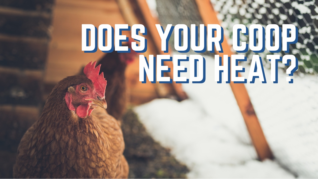 How Cold is Too Cold for Your Chickens – Videos – Mother Earth News